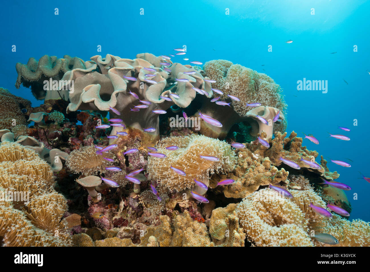 Whitleys Slender Basslet between Mushroom Leather Corals, Luzonichthys ...