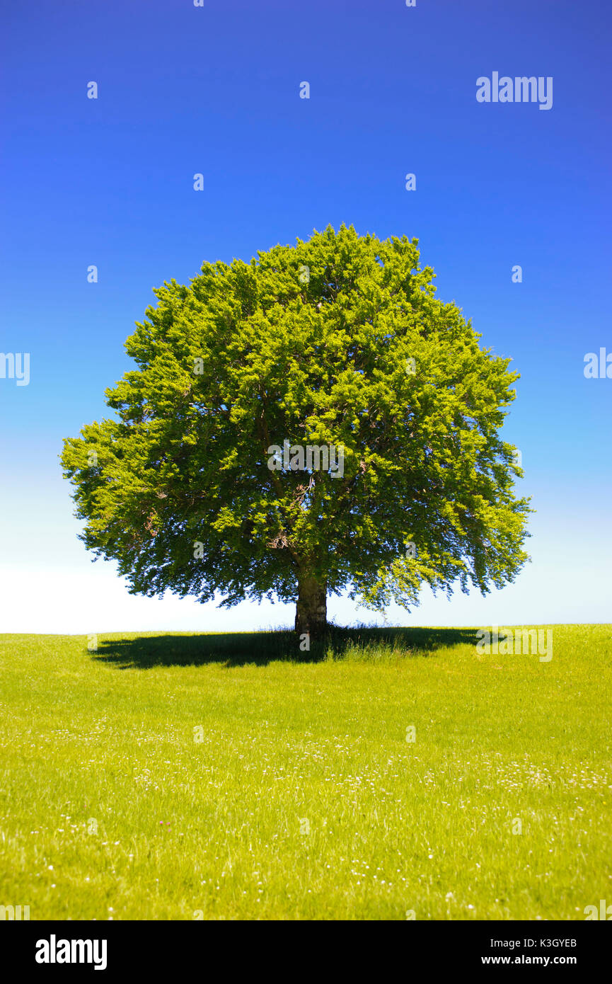 Strain of a beech hi-res stock photography and images - Alamy