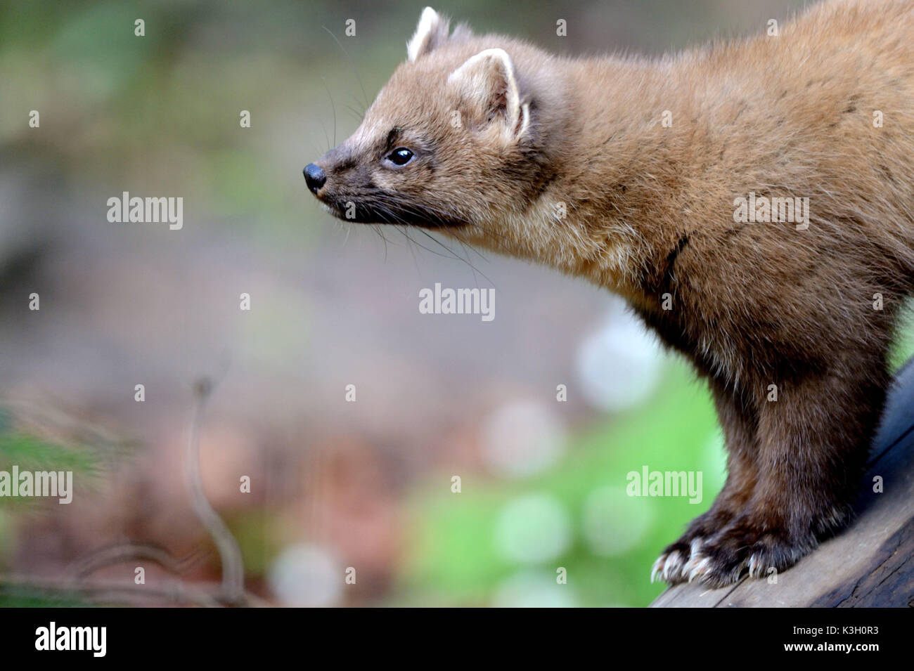 Real marten hi-res stock photography and images - Alamy
