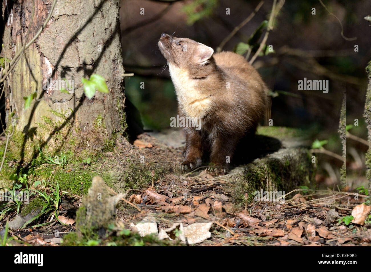 Real marten hi-res stock photography and images - Alamy