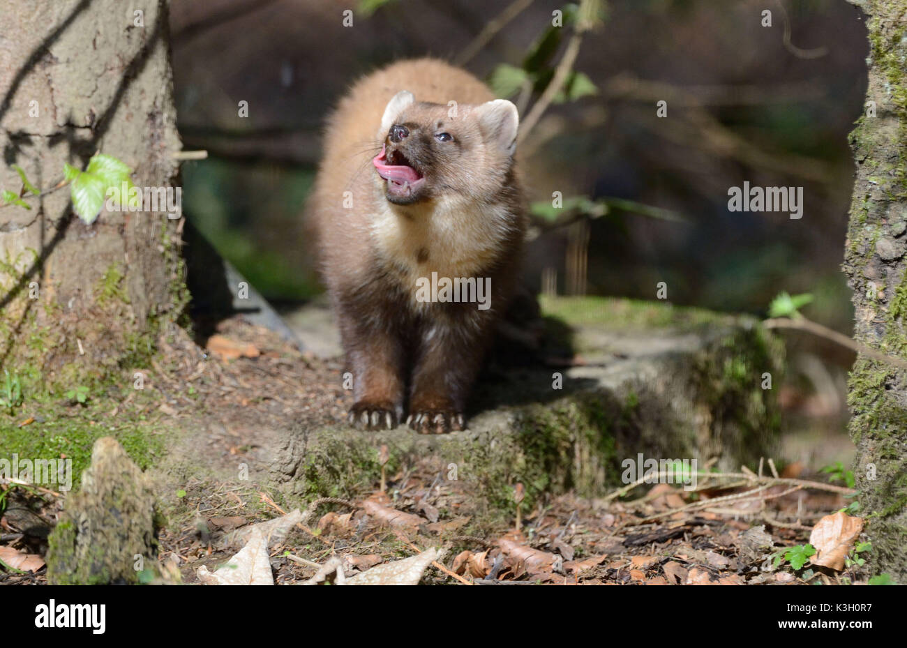 Real marten hi-res stock photography and images - Alamy