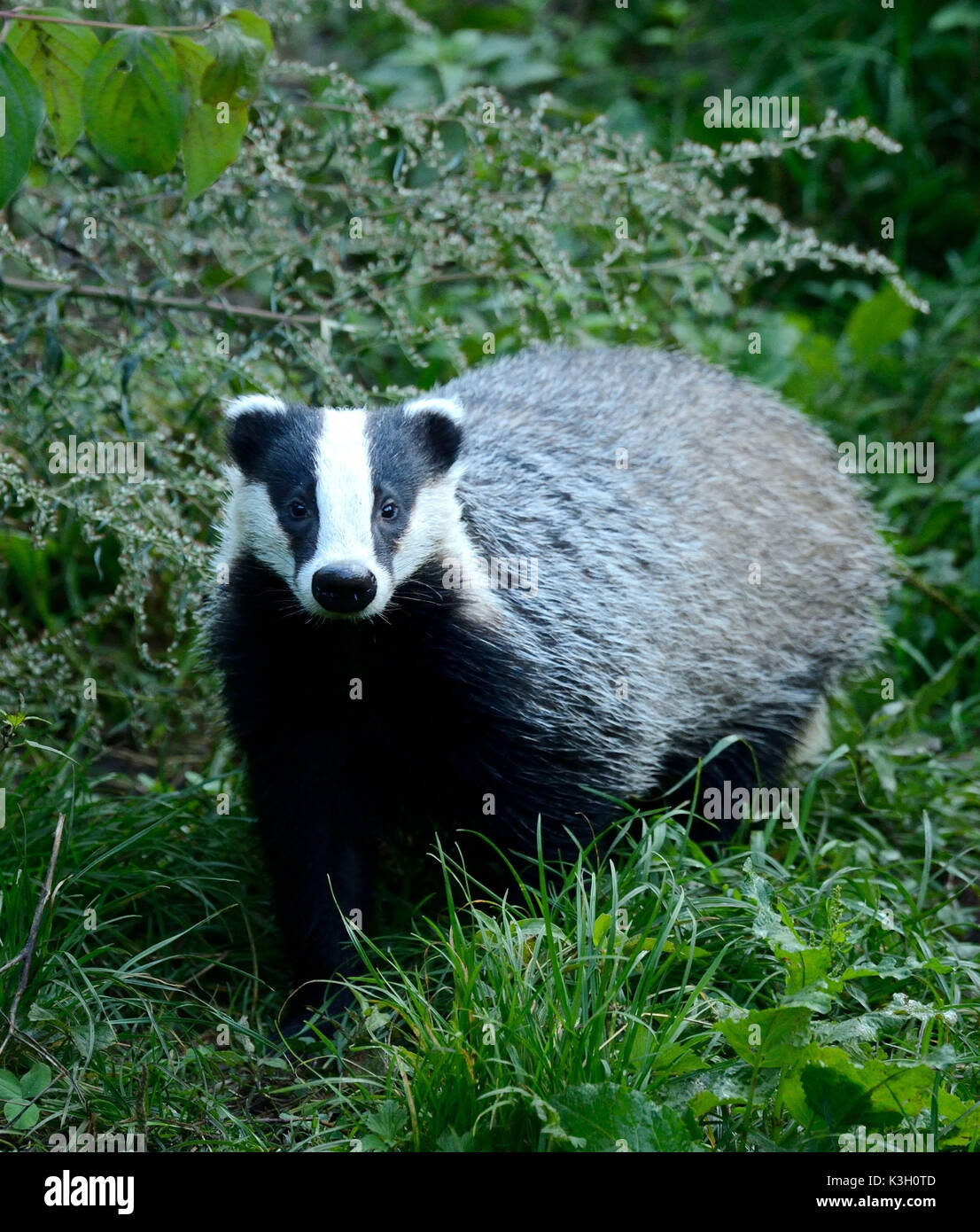 Badger like hi-res stock photography and images - Alamy