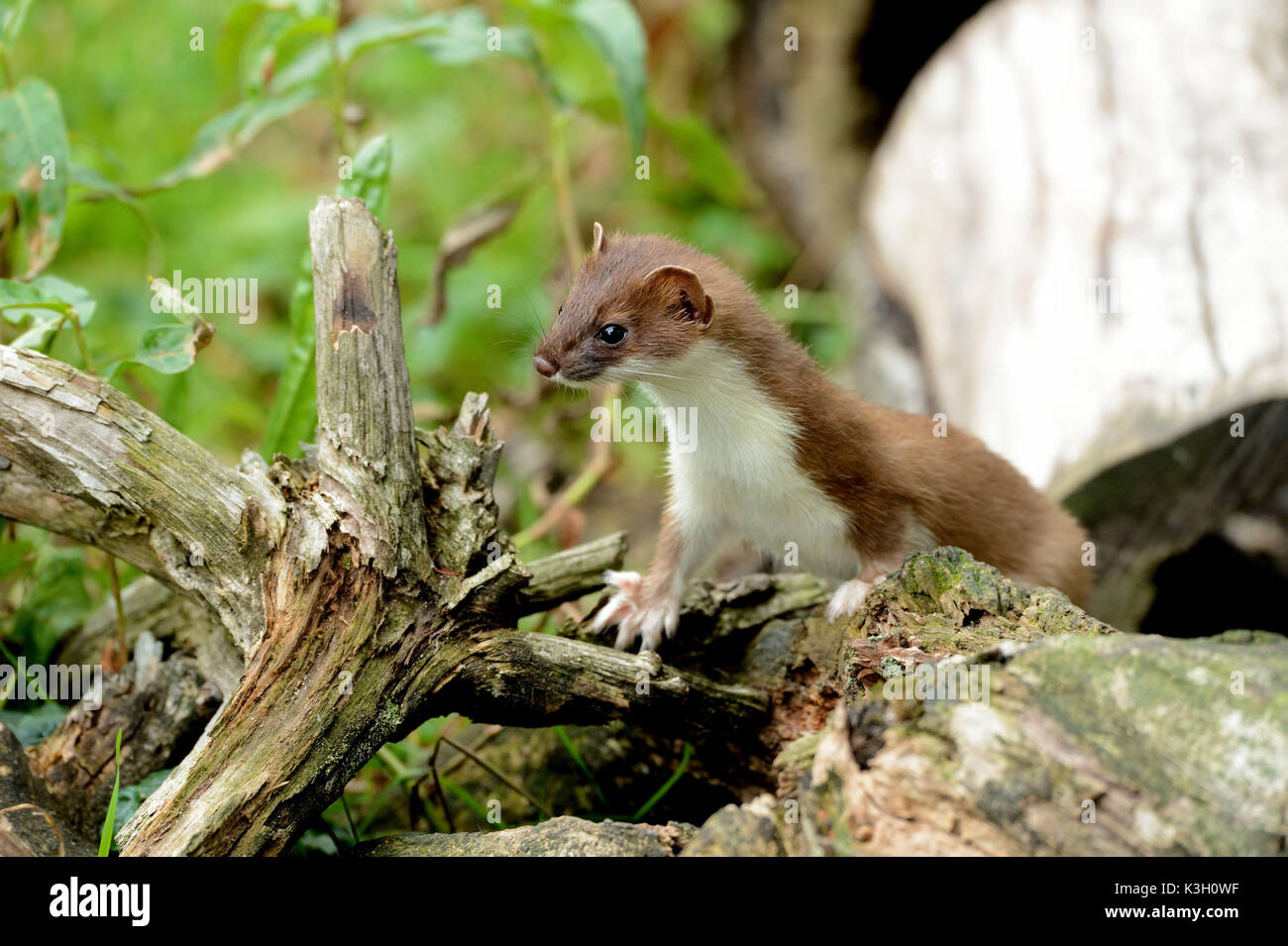 Ermine, big weasel Stock Photo - Alamy
