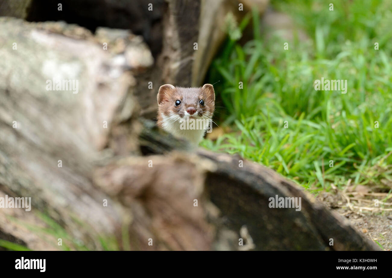 Big weasel hi-res stock photography and images - Alamy