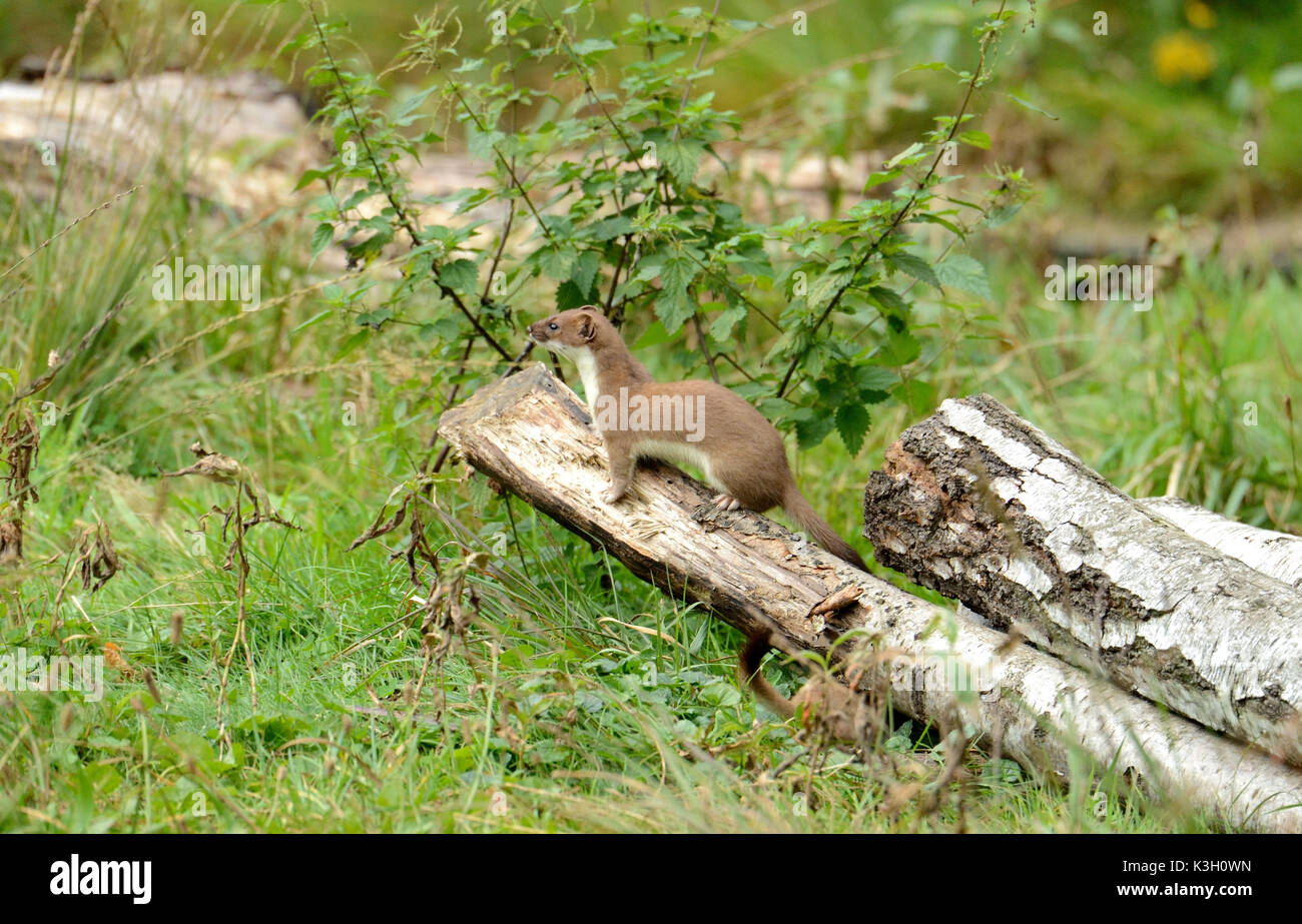 Ermine, big weasel Stock Photo - Alamy