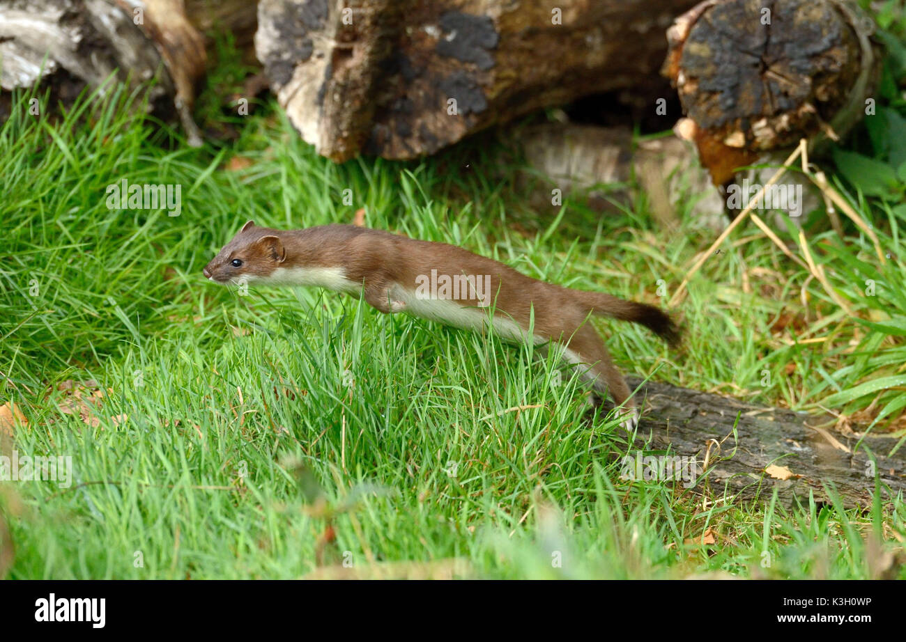 Ermine, big weasel Stock Photo - Alamy