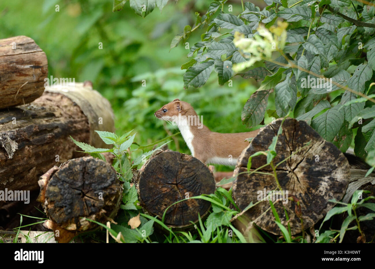 Ermine, big weasel Stock Photo - Alamy