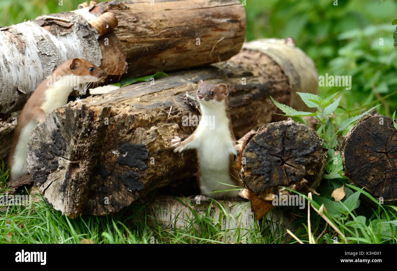 Ermine, big weasel Stock Photo - Alamy