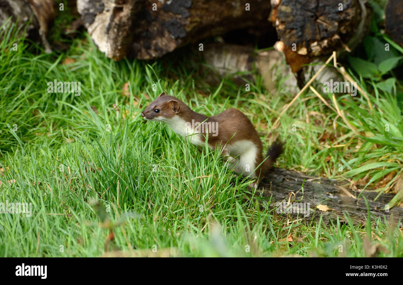 Big weasel hi-res stock photography and images - Alamy