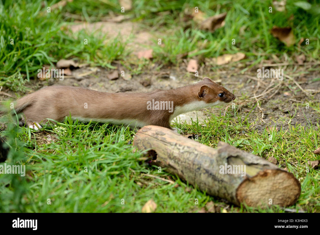 Ermine, big weasel Stock Photo - Alamy