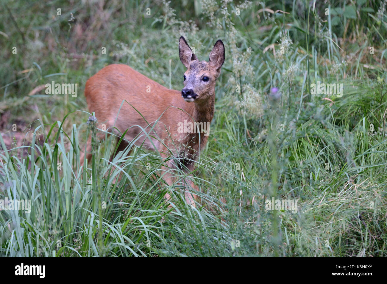 Deer wood hi-res stock photography and images - Alamy