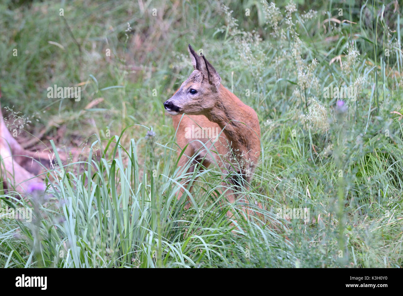 deer, wood, spring Stock Photo - Alamy