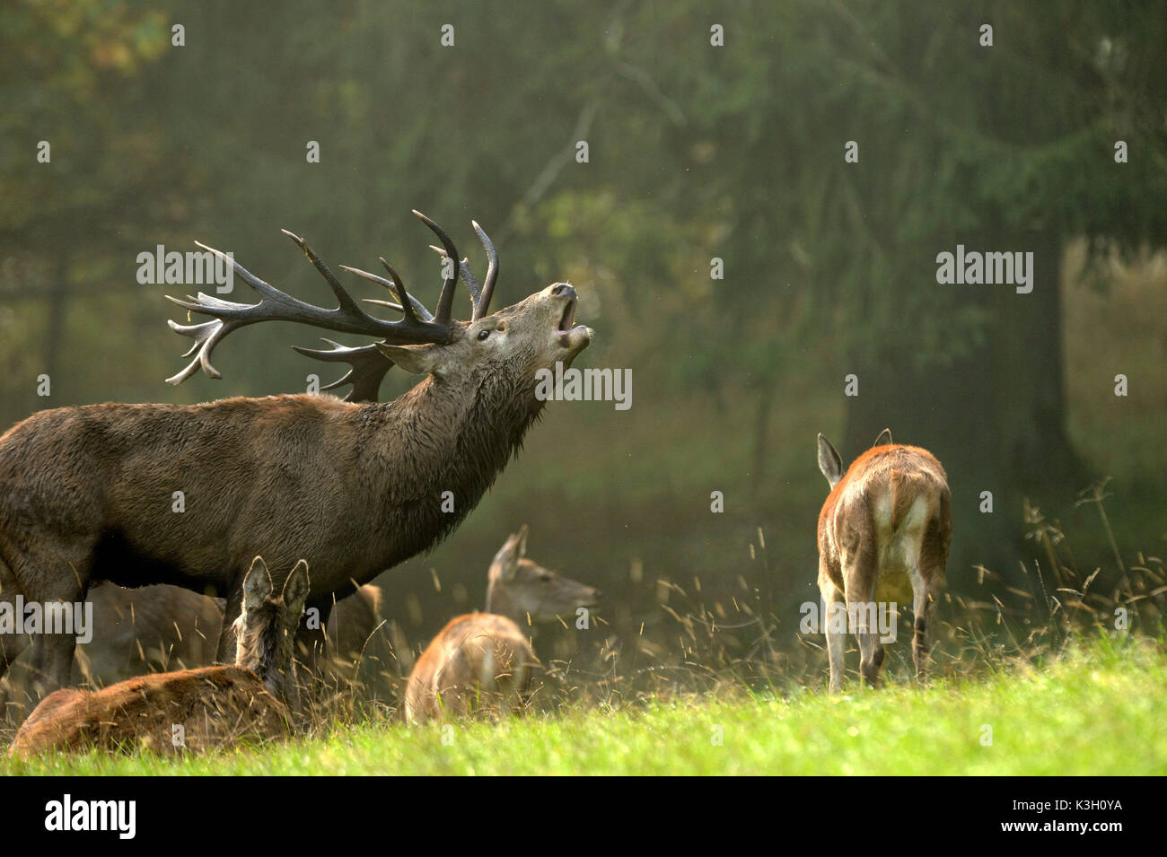 Red deer rut Stock Photo - Alamy
