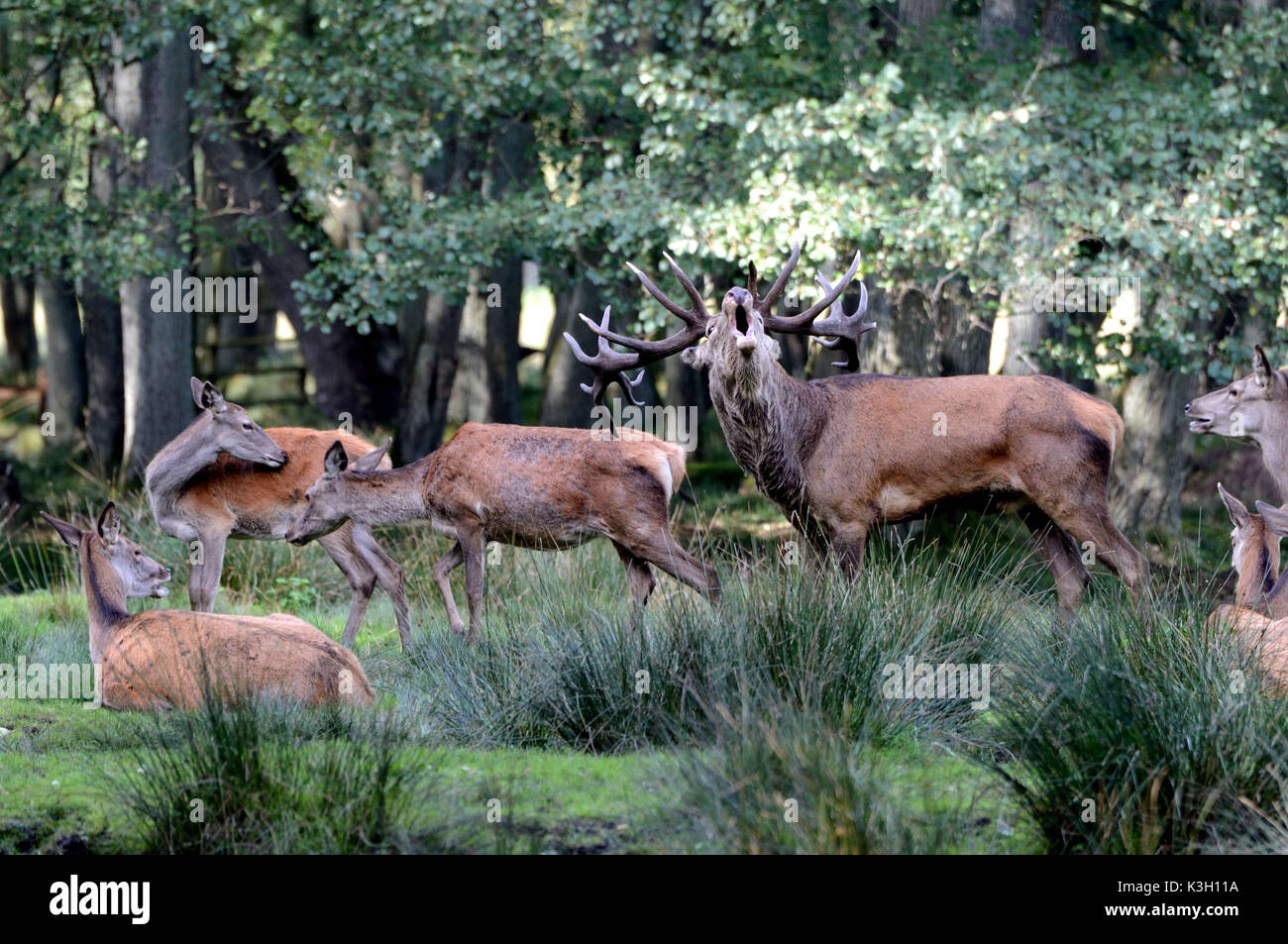 Red deer, red deer Stock Photo - Alamy