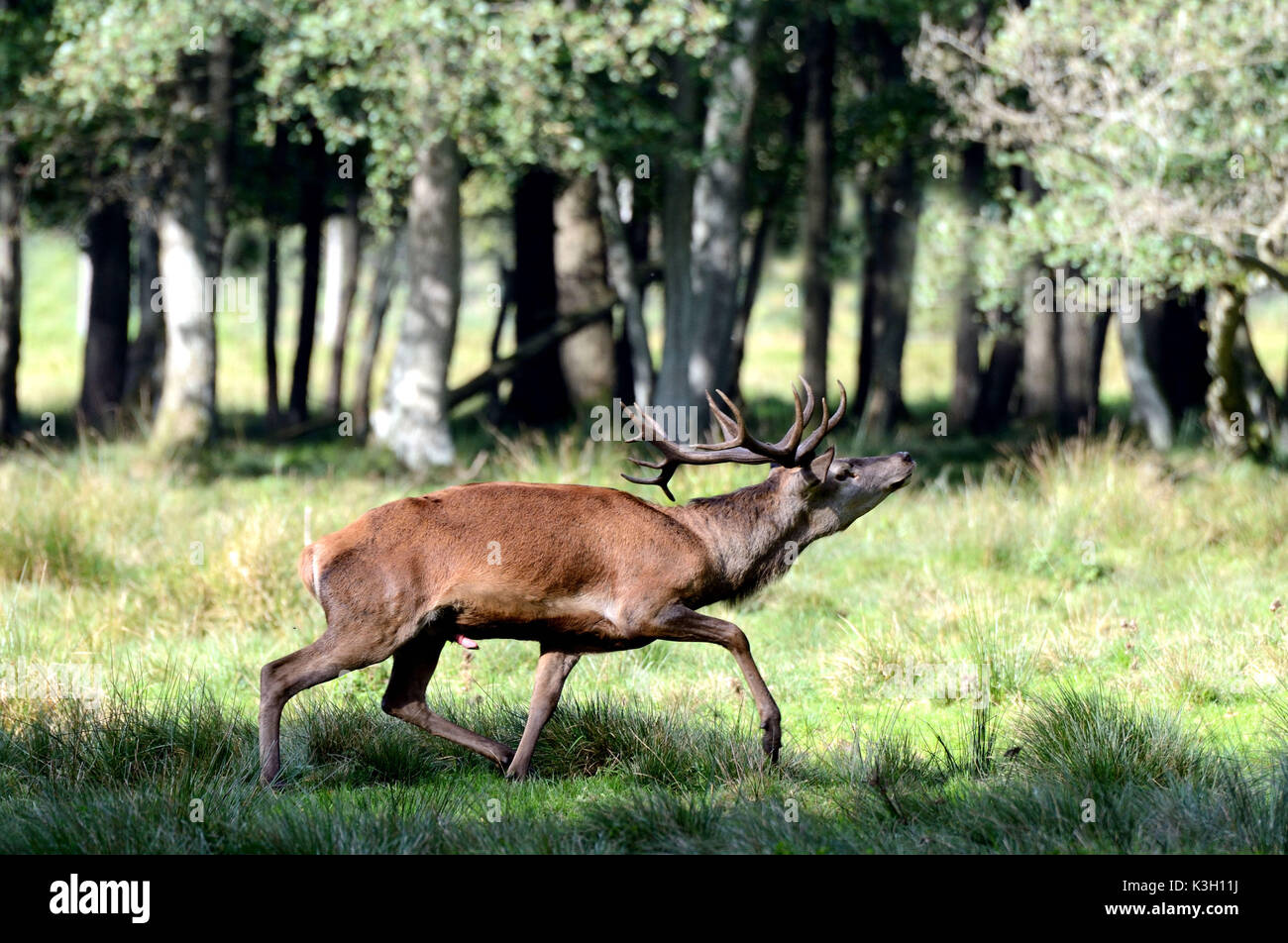 Red deer, red deer Stock Photo - Alamy