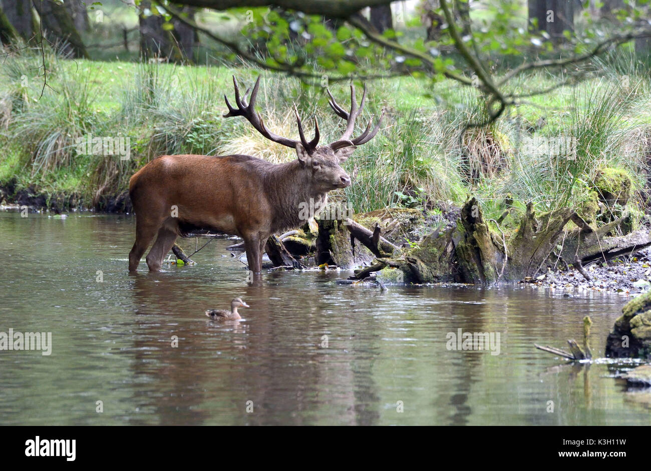 Red deer, red deer Stock Photo - Alamy