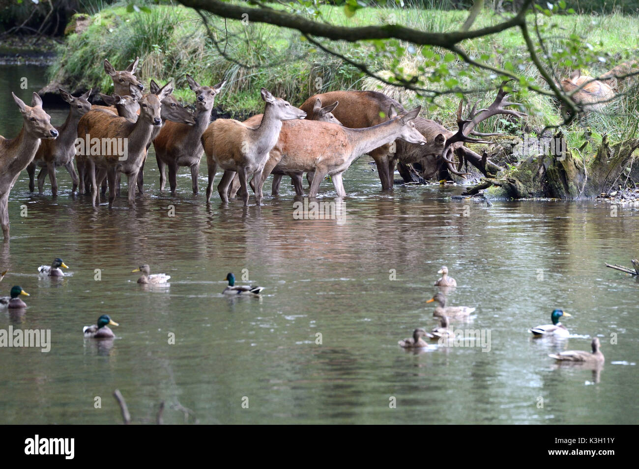 Red deer, red deer Stock Photo - Alamy