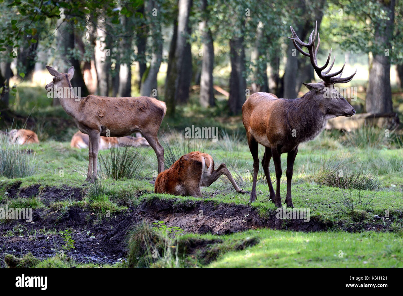 Red deer, red deer Stock Photo - Alamy