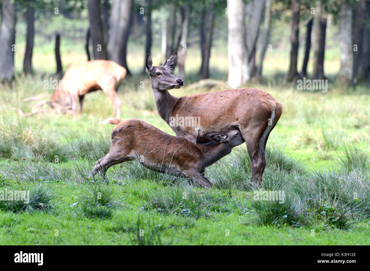 Red deer, red deer Stock Photo - Alamy
