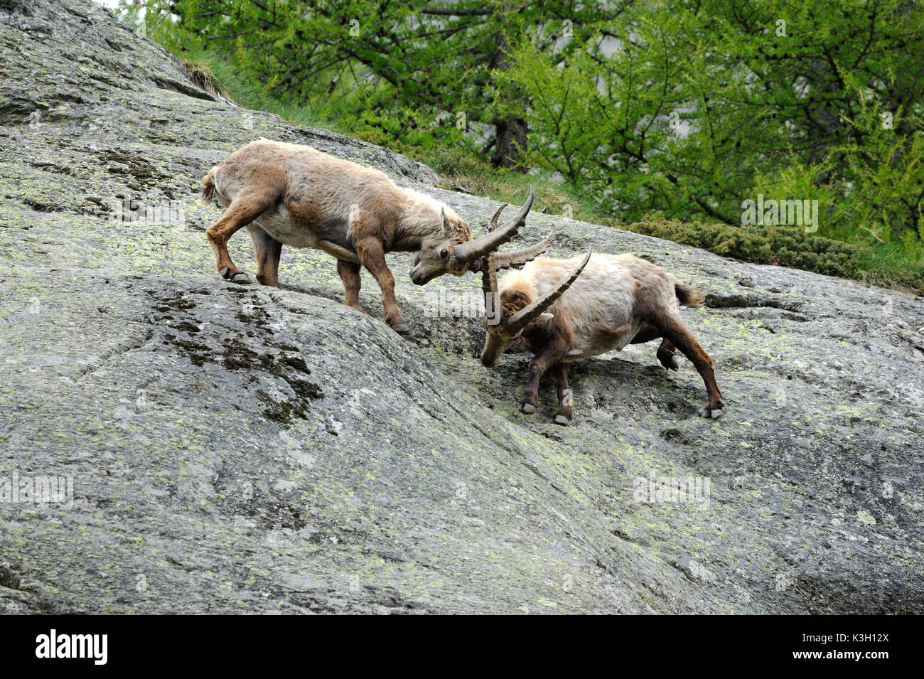 Ibex support hi-res stock photography and images - Alamy