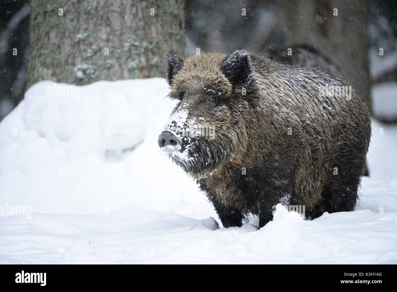 Wild boar in winter Stock Photo - Alamy