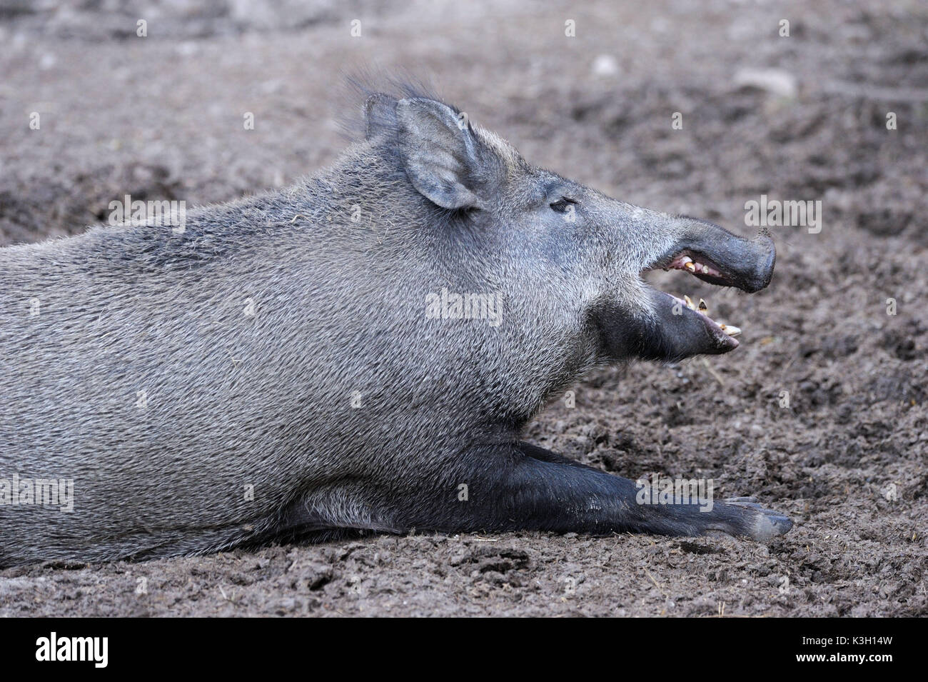 Wild boars, making a mess Stock Photo - Alamy