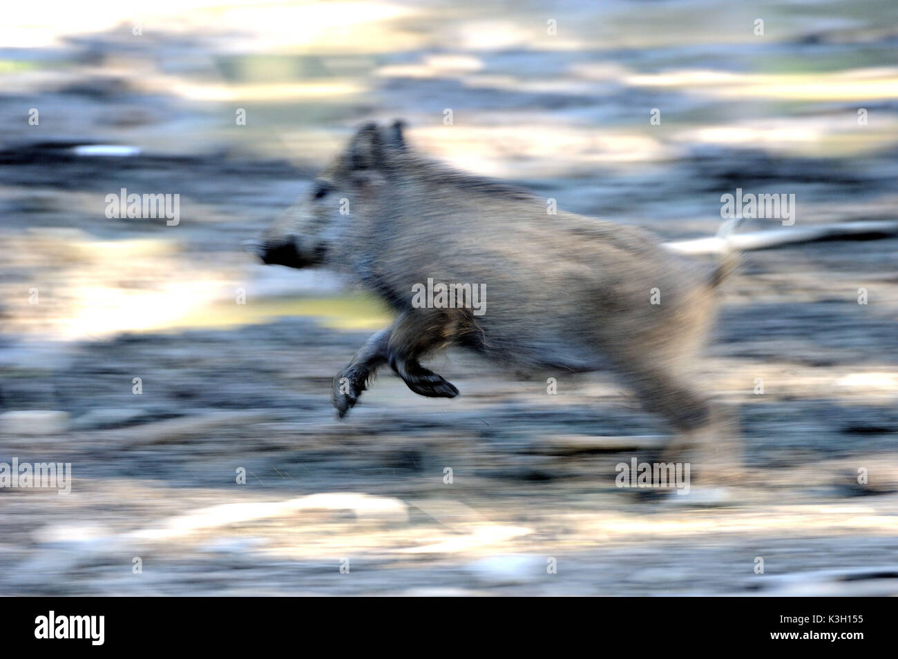 Wild boar, young animal, run Stock Photo - Alamy