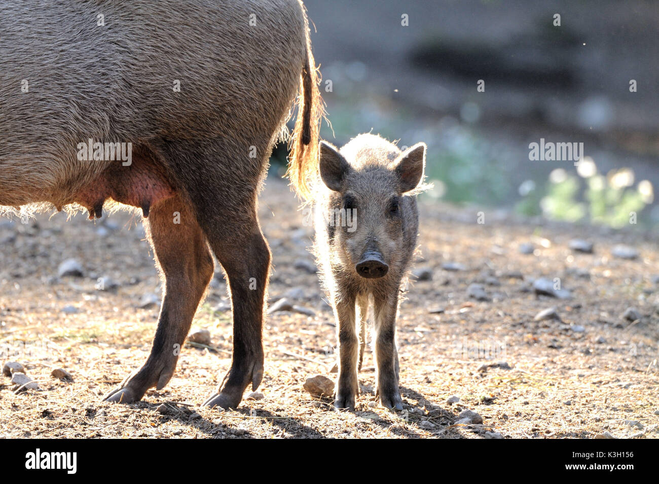 Sow animal hi-res stock photography and images - Alamy