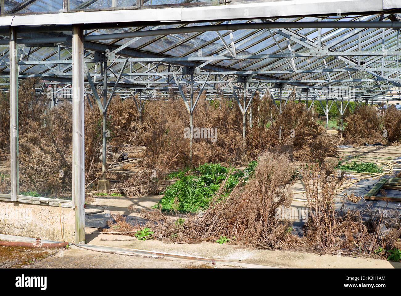 Rundown Kidby Nurseries, Little Clacton, Essex, in a state of decline ...
