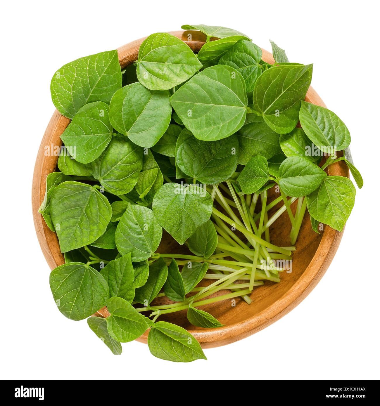 Adzuki bean microgreens in wooden bowl. Cotyledons of Vigna angularis ...