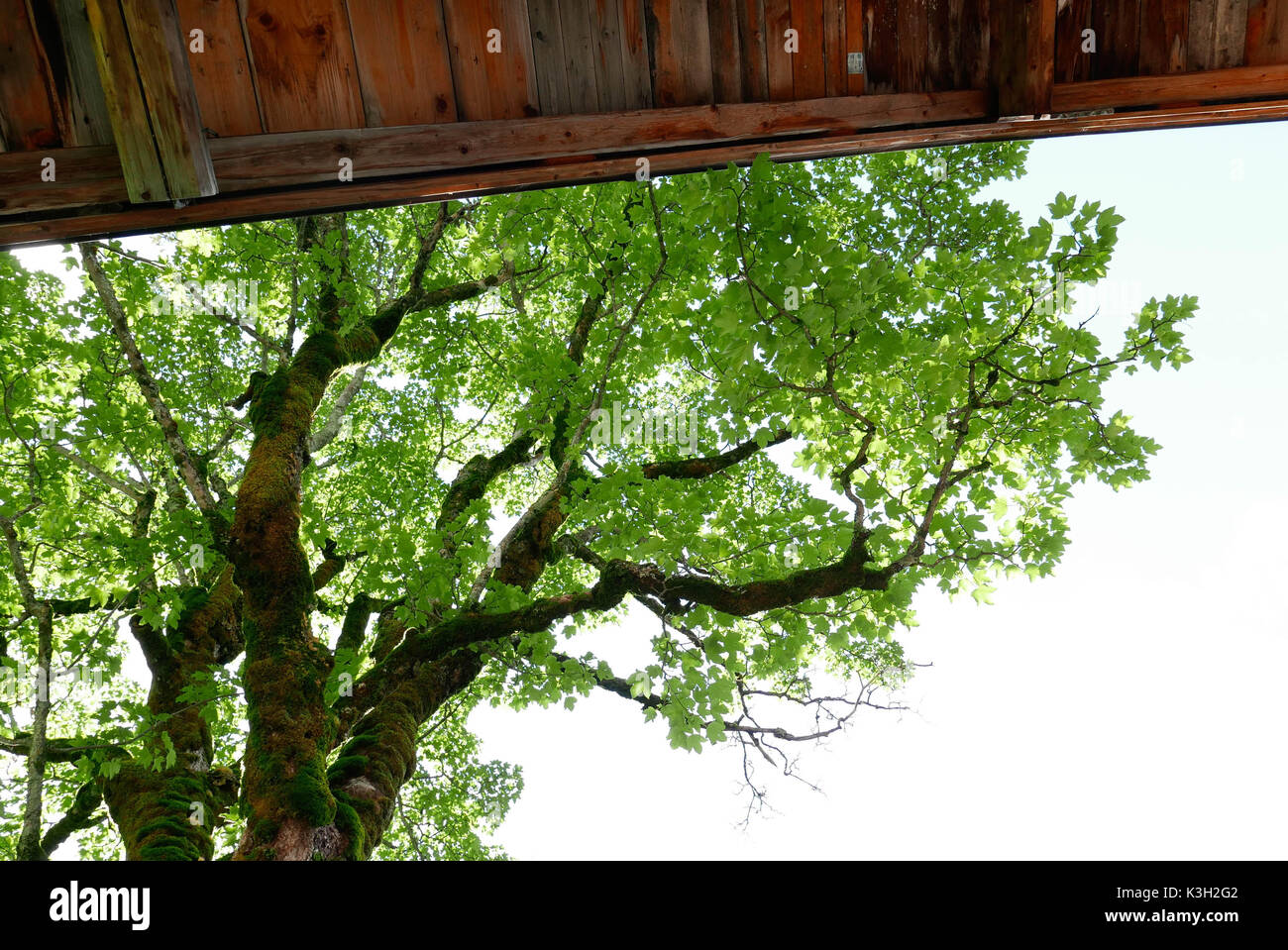 Leaf roof hi-res stock photography and images - Alamy