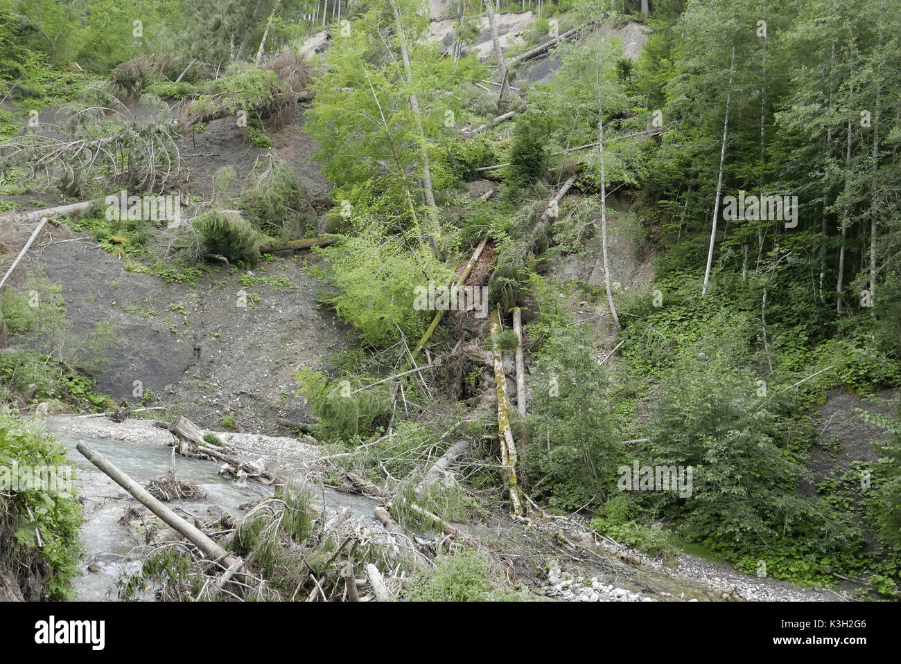 Mudflow at the wooded mountain valley Stock Photo - Alamy
