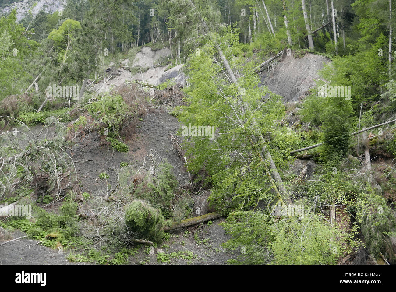 Mudflow at the wooded mountain valley Stock Photo - Alamy