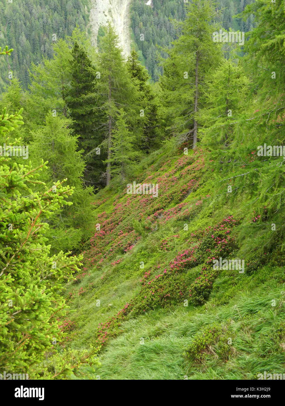 Alpine rose hi-res stock photography and images - Alamy