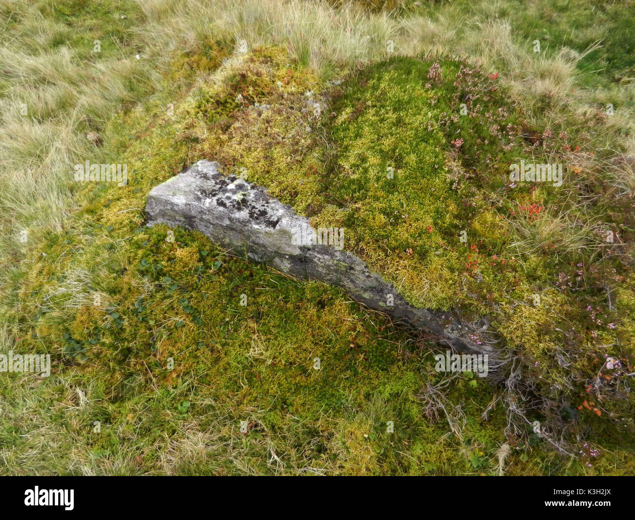 Mosses lichens and plants hi-res stock photography and images - Alamy
