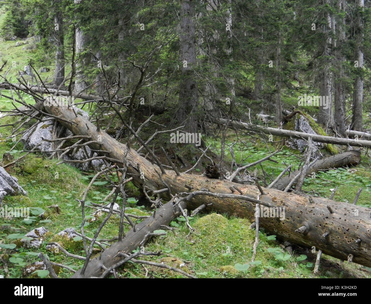 Fallen tree at the coniferous forest hi-res stock photography and ...
