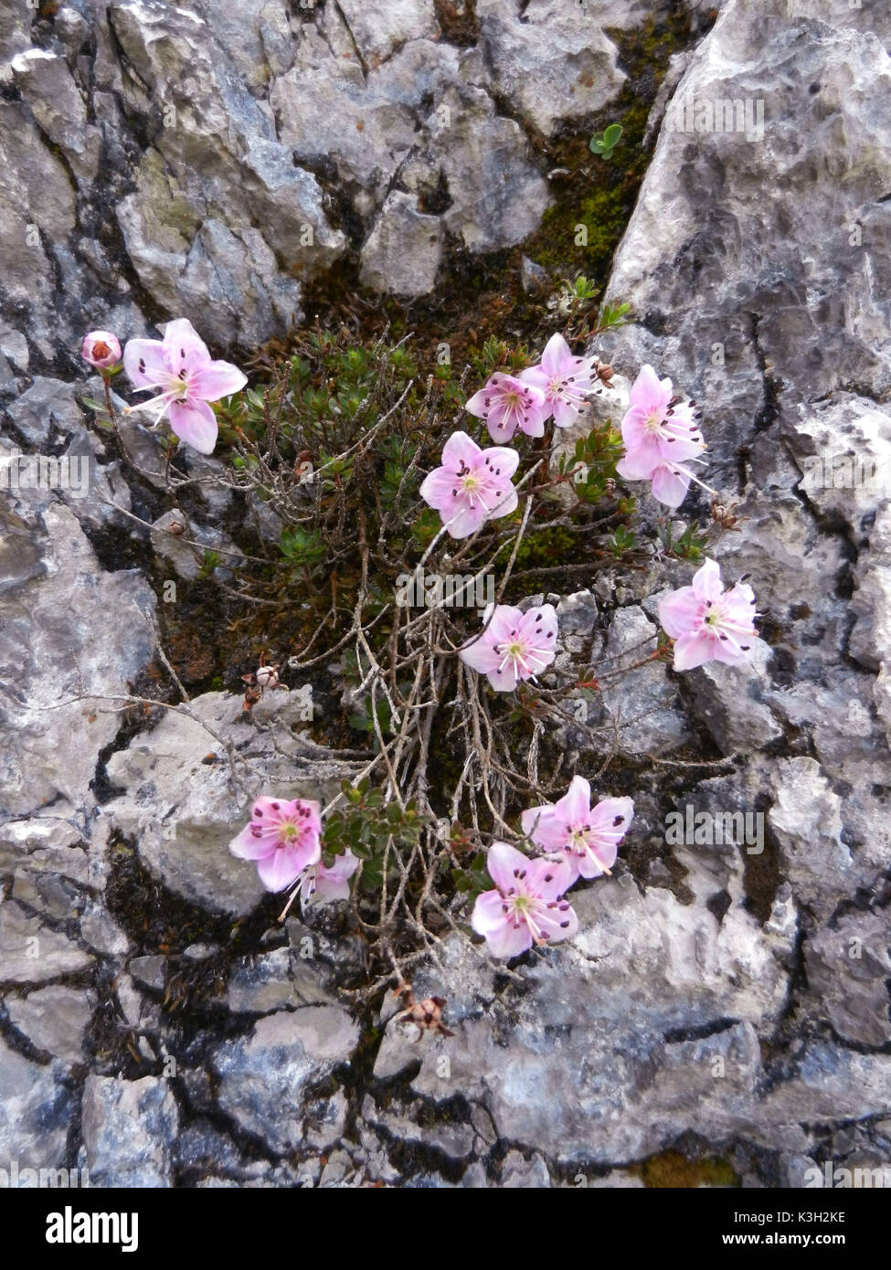 Rose limestone hi-res stock photography and images - Alamy
