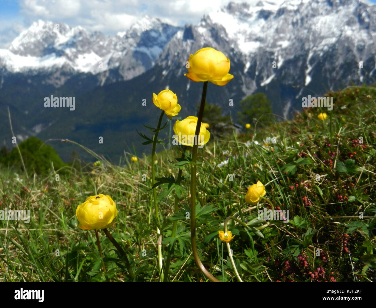 Troll flower in front of northern Karwendel mountain range Stock Photo ...