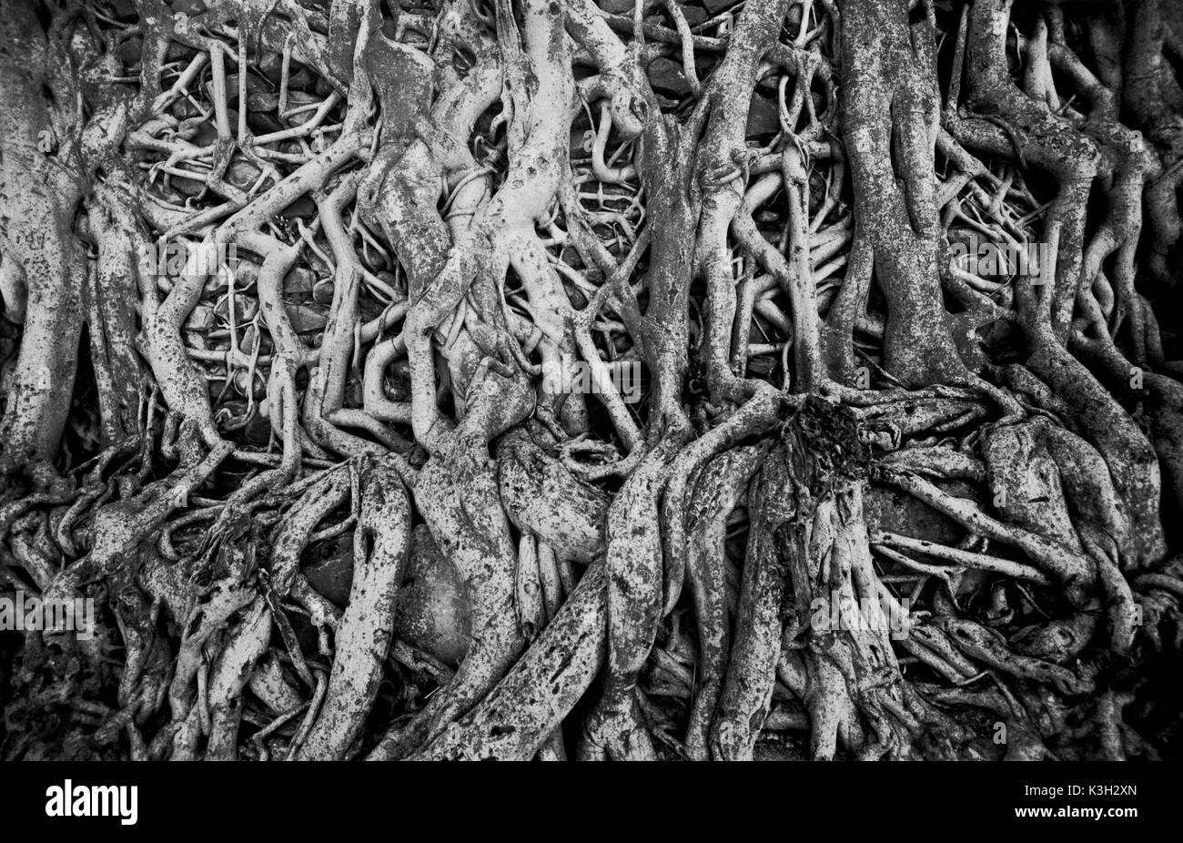 Gondar, Fasiladas' Bath. Tree roots strangle an old wall surrounding ...