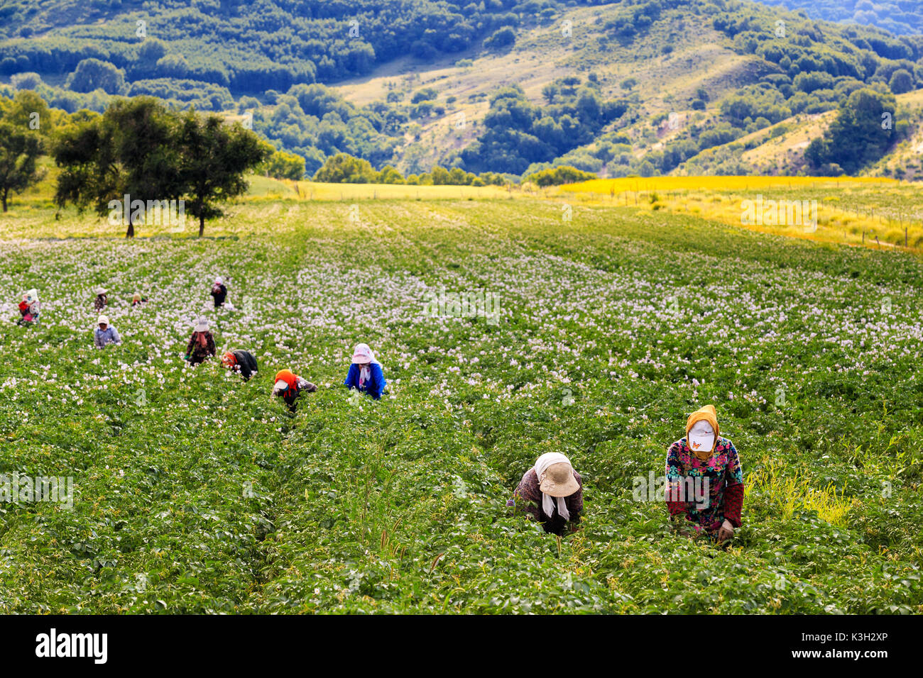Ethnic Mongolian Stock Photos & Ethnic Mongolian Stock Images - Alamy