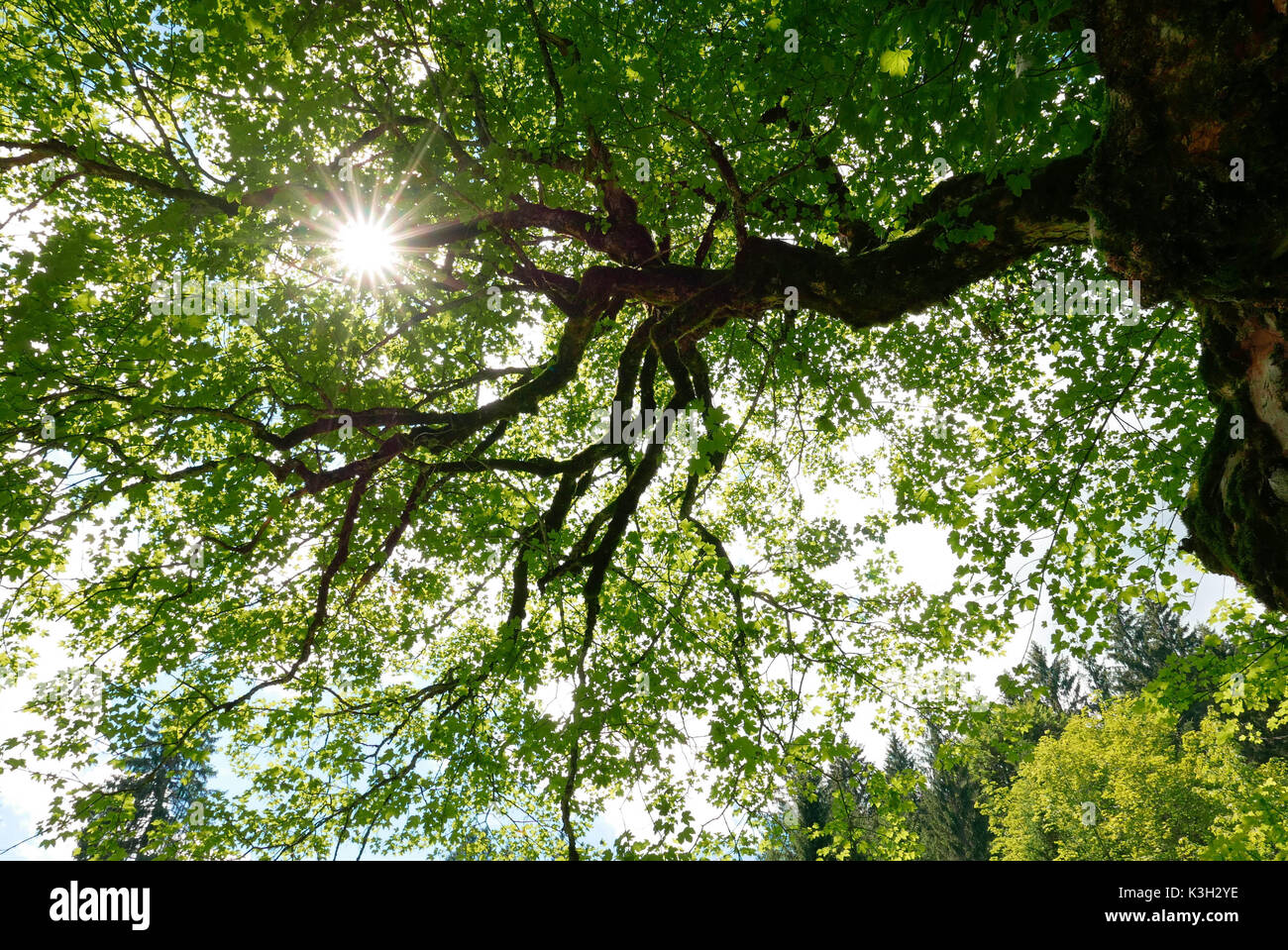 Tree top of a harewood at the back light, Bavaria Stock Photo - Alamy