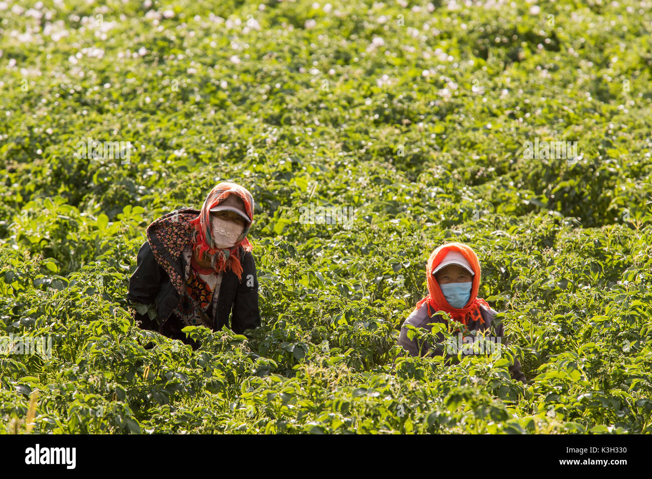Ethnic Mongolian Stock Photos & Ethnic Mongolian Stock Images - Alamy