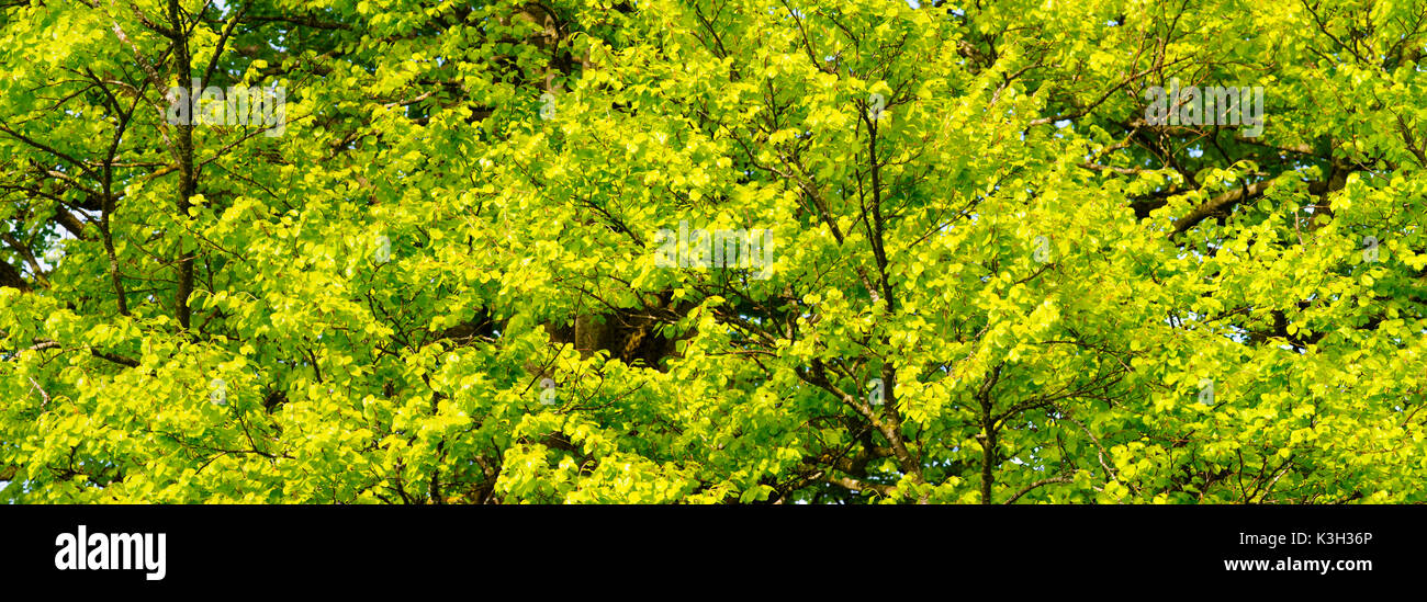 Leaves tree top hi-res stock photography and images - Alamy