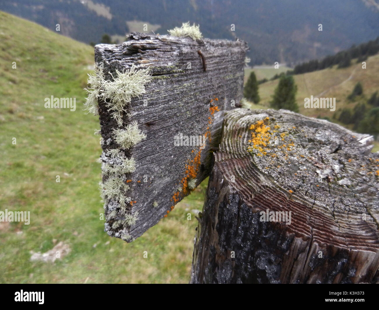 Lichen alpine hi-res stock photography and images - Alamy