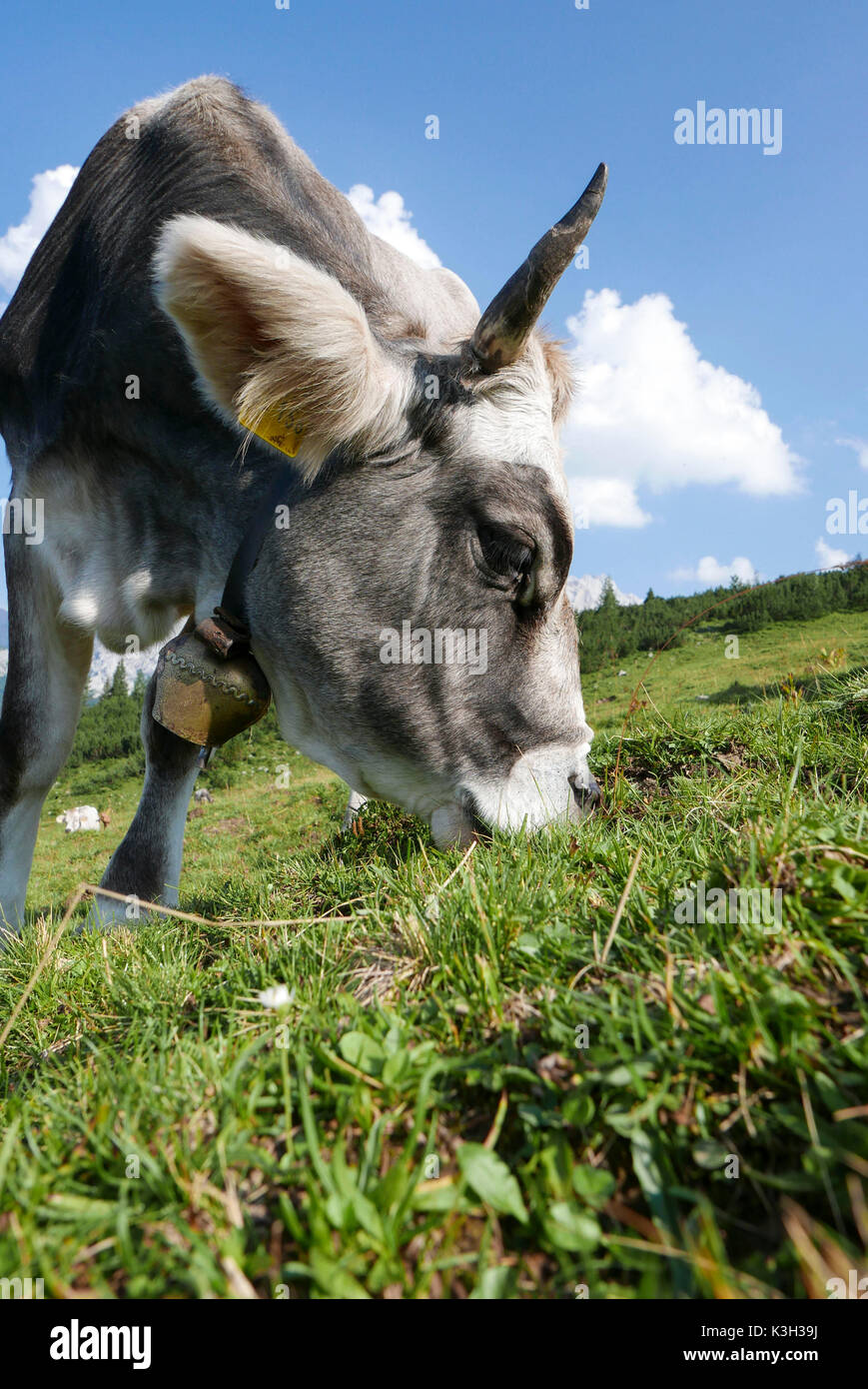 Grey cattle hi-res stock photography and images - Alamy