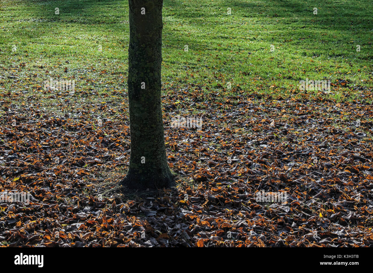 Lone leaves hi-res stock photography and images - Alamy