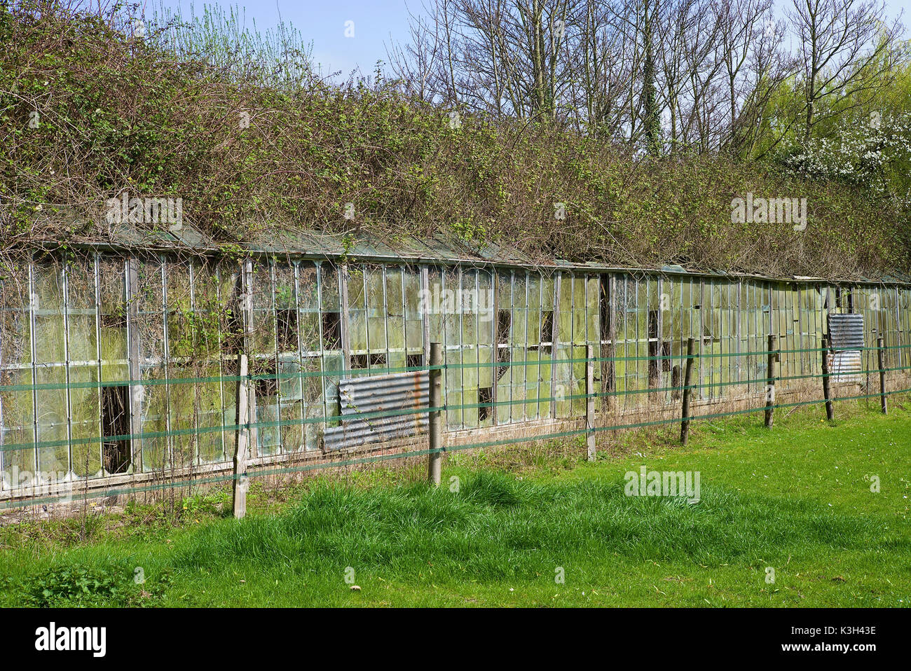 Rundown Kidby Nurseries, Little Clacton, Essex, in a state of decline ...