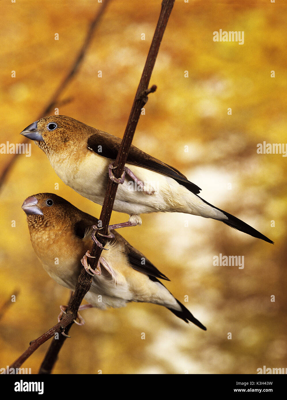 African Silverbill High Resolution Stock Photography and Images - Alamy