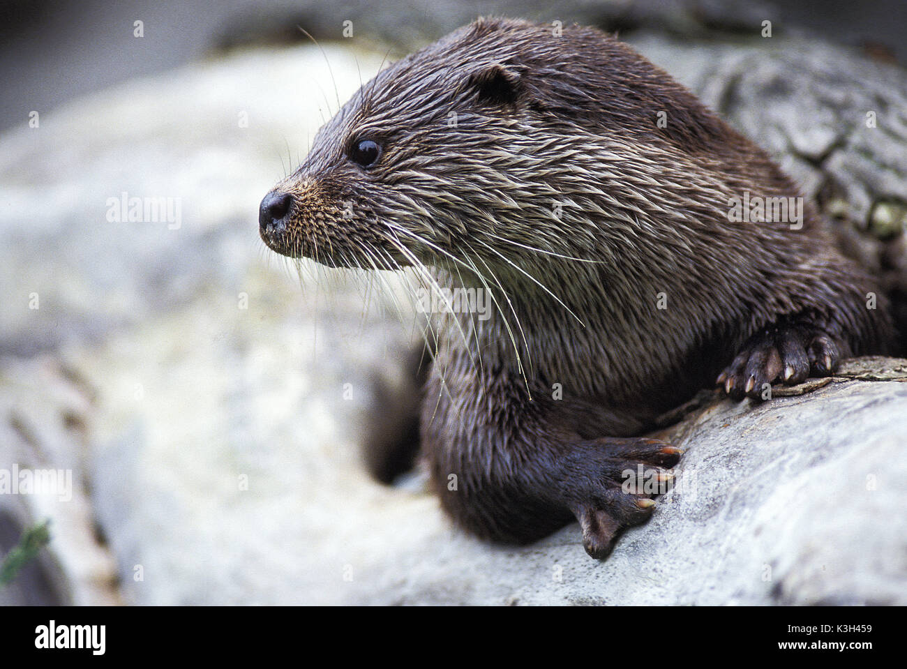 European Otter, lutra lutra Stock Photo - Alamy
