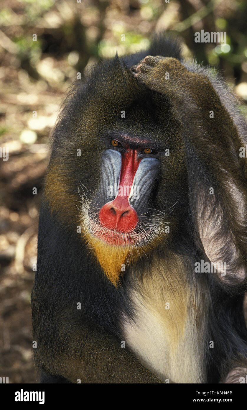 Monkey scratching head hi-res stock photography and images - Alamy
